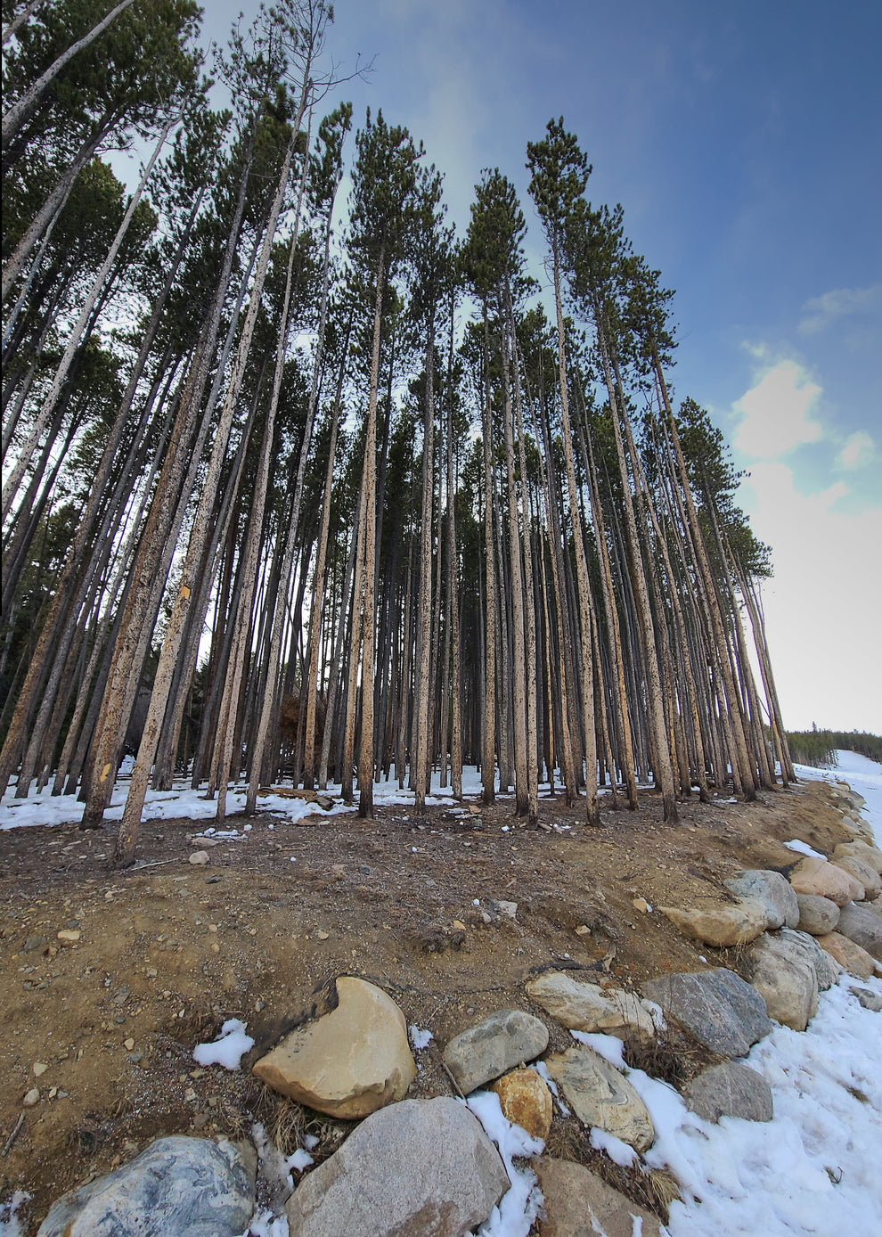 Tall Trees in Breckenridge - Original Photograph by Kim A. Bailey ...